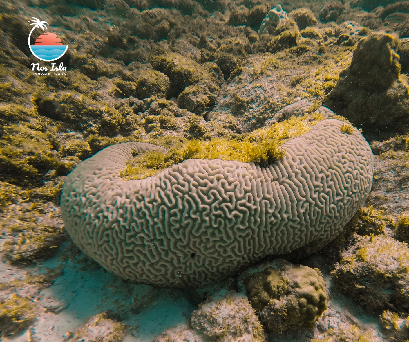 Exclusive Sustainable Adventures: Explore Aruba’s Hidden Gems Reef ...