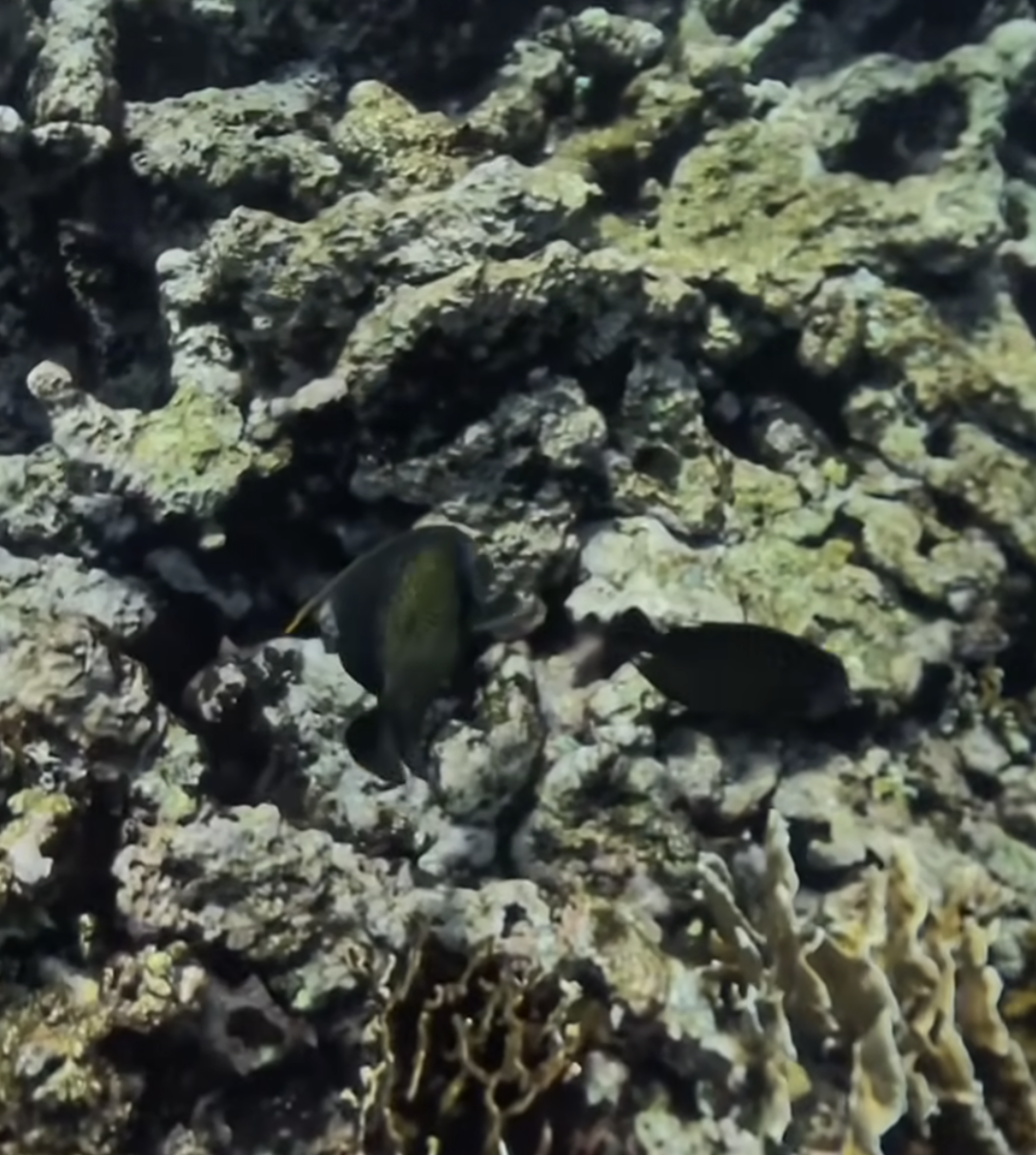Explore Paradise: Mangel Halto Snorkeling and Reef Island Adventures ...