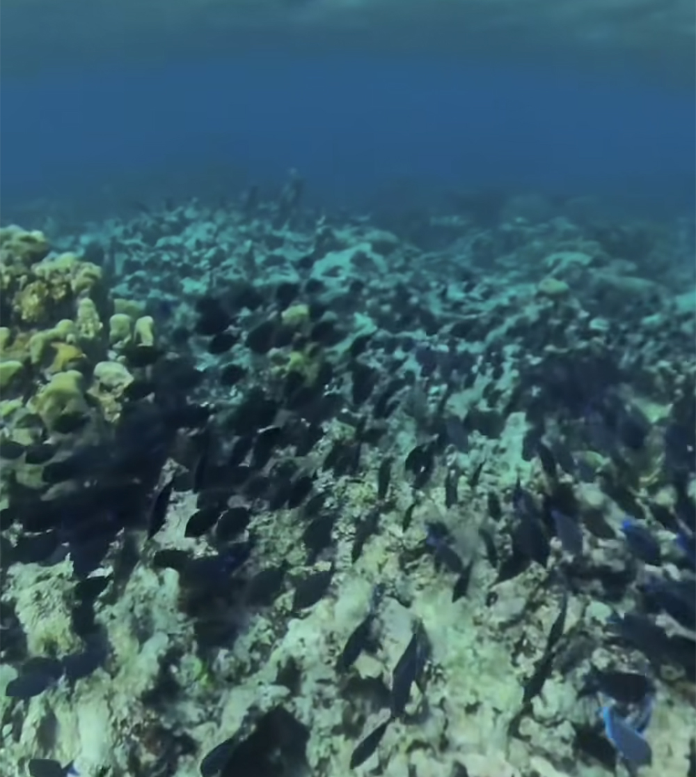 Explore Paradise: Mangel Halto Snorkeling and Reef Island Adventures ...